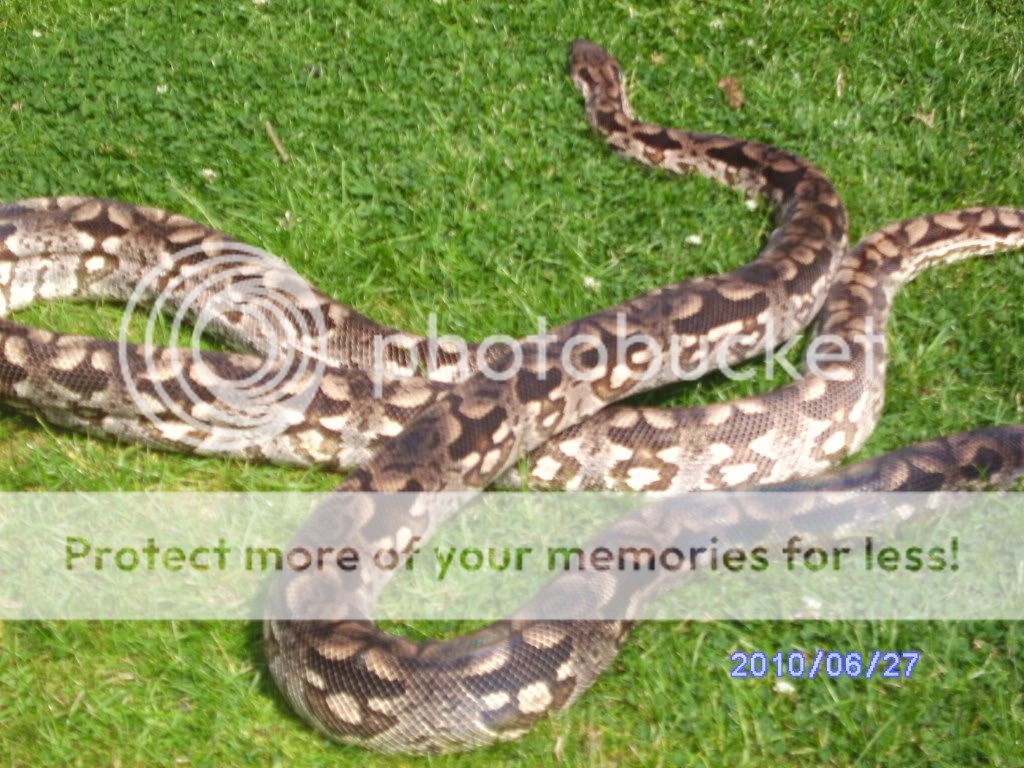 Dumeril Boa care sheet | Reptile Forums