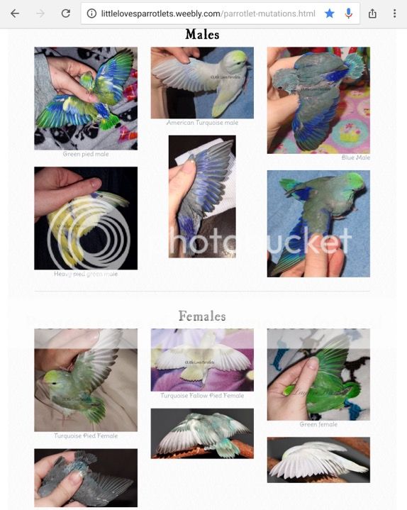 Sexing parrotlet colors? | Parrotlets Forum : TalkParrotlets
