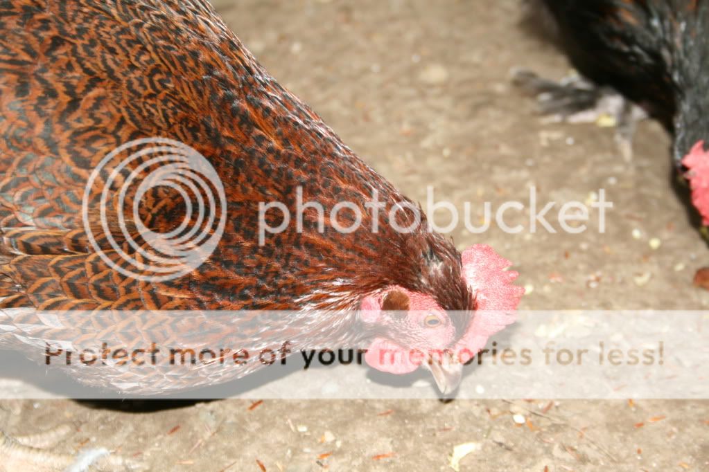 Molting or feather pulling? Updated with pics! | BackYard Chickens ...