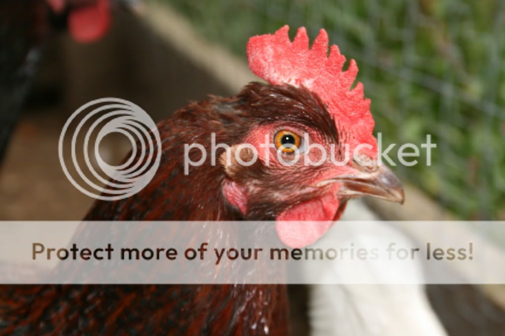 Molting or feather pulling? Updated with pics! | BackYard Chickens ...