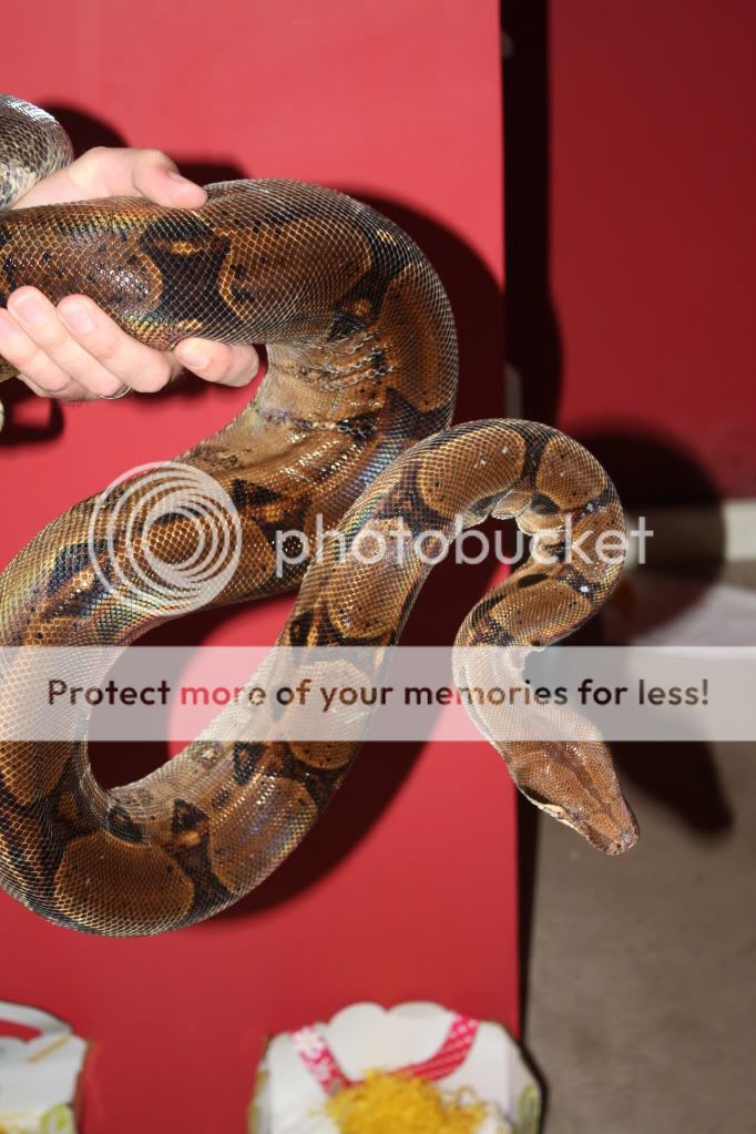 Eastern - Female Boa Constrictor + Complete Set-up Norfolk | Reptile Forums
