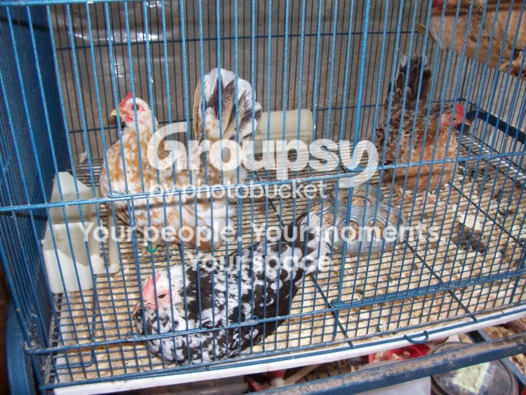 12 silkie bearded and 18 serama hatching eggs total 30 EGGS | BackYard ...