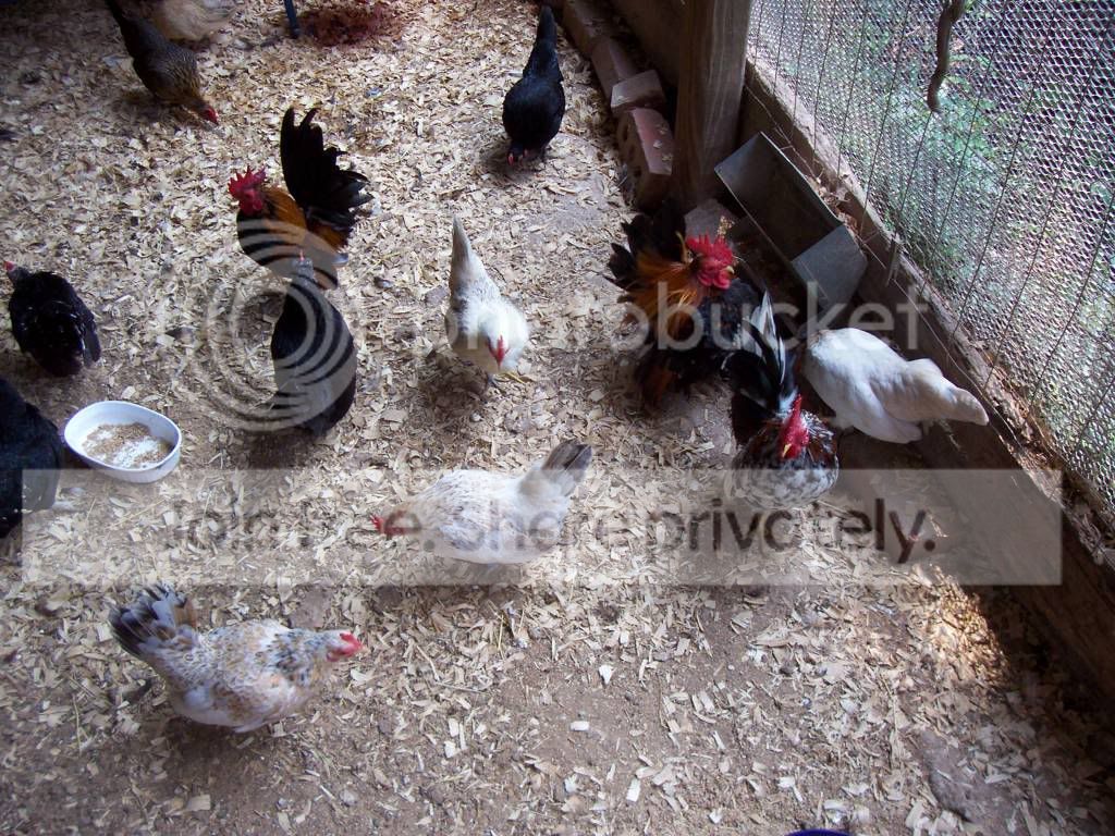 12 silkie bearded and 18 serama hatching eggs total 30 EGGS | BackYard ...