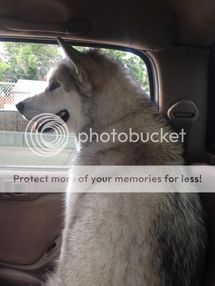 Thoughts of the Access Cab Vs Double Cab for a dog... | Tacoma World